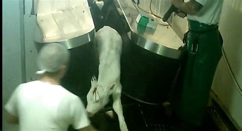 우유의 진실 강간으로 얻어지는 우유 혐오주의 인스티즈 Instiz 이슈 카테고리