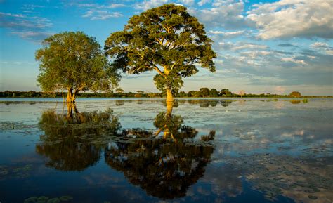 Melhores Pousadas No Pantanal Norte Guia E Dicas Blog Blumar Turismo