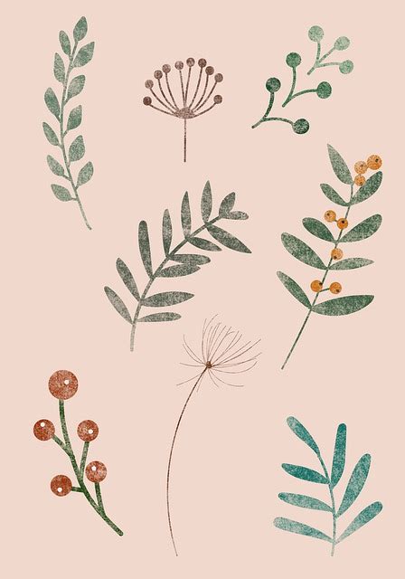 Download Plants Branches Boho Royalty Free Stock Illustration Image