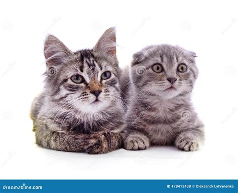 Twee Mooie Katten Stock Foto Image Of Grijs Twee Vriendschap 178413438