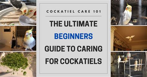 Cockatiel Care 101 The Ultimate Guide For Beginners Caringforfeathers