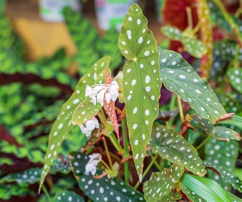 Best Begonia Varieties 5 Choices For Striking Foliage Homes And Gardens