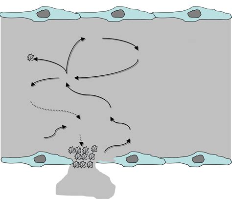 Schematic Representation Of Physiological Hemostasis A Activated F
