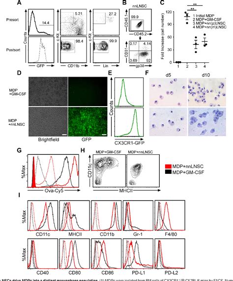 Neonatal Lymph Node Stromal Cells Drive Myelodendritic Lineage Cells
