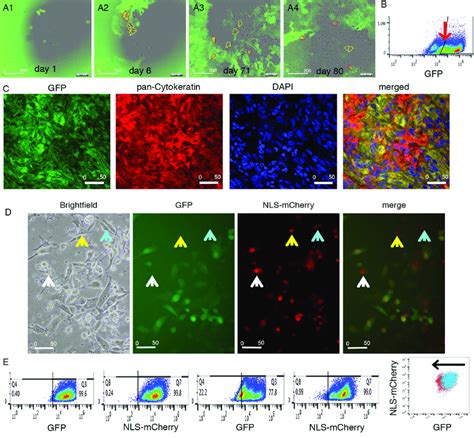 Time Dependent Decrease In Egfp Expression In Initially 100 Egfp