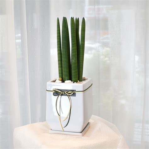 공기정화 대표식물 스투키