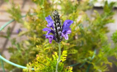 レースラベンダーの花言葉｜香りがない？花が咲く時期や由来を紹介｜🍀greensnap（グリーンスナップ）