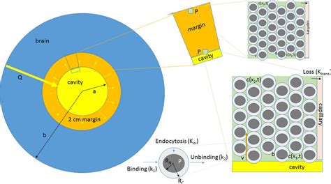 Basic Components And Assumptions Of The Model Top Left The Brain Is