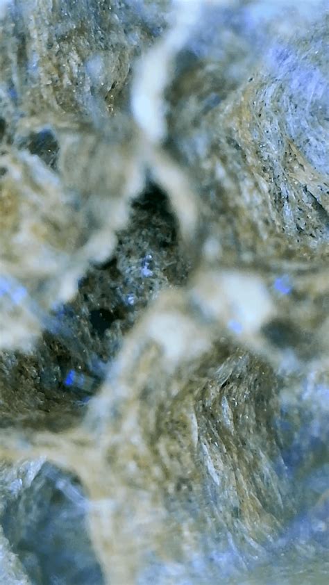 A Wasp Nest Under My Cheap Digital Microscope R Damnthatsinteresting