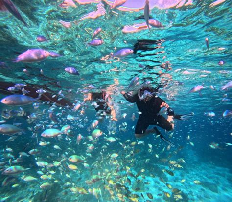 필리핀 보홀 여행 현지투어추천 발리카삭and버진아일랜드and돌고래왓칭 투어 분해하기 네이버 블로그