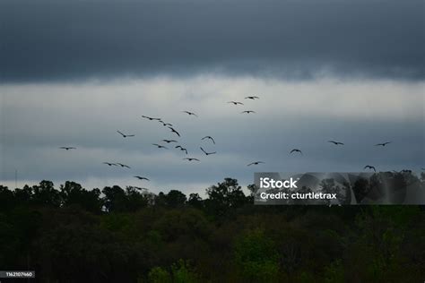 숲 위로 흐린 하늘에서 날아다니는 먼 글로시 이비스의 실루엣 무리 게인즈빌 플로리다에 대한 스톡 사진 및 기타 이미지 게인즈빌 플로리다 플로리다 미국 0명 Istock