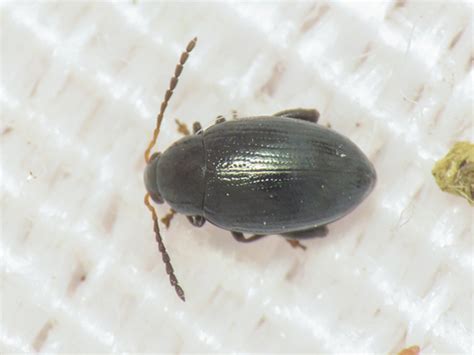 Psylliodes Biondii · Inaturalist