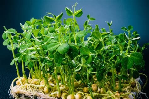녹색 완두콩 Microgreen 싹은 물방울과 함께 검은 배경에 닫습니다 완두콩은 창의적인 장면을 싹 틔운다 0명에 대한 스톡