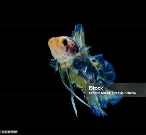샴 싸우는 물고기 싸움 블루 물고기 Betta Splendens Betta 물고기 Betta 하프 감금 상태에 대한 스톡 사진