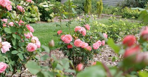 22 Shrubs For Small Spaces Proven Winners Colorchoice Flowering Shrubs