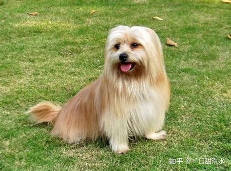 被誉为犬中“美人”的西施犬，饲养要注意什么 知乎