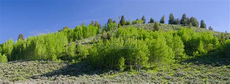 Sagebrush