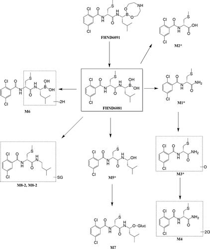 Full Article Preclinical Pharmacokinetics Tissue Distribution And In