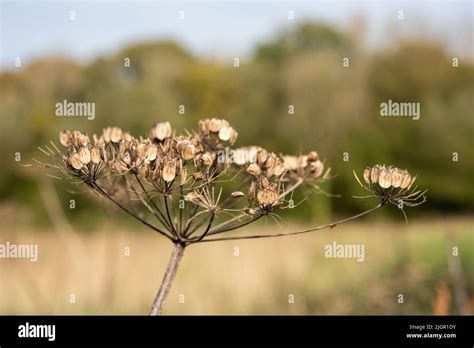 Common Hogweed Heracleum Sphondylium Seedhead With Winged Striped