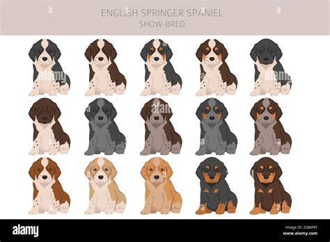 English Springer Spaniel Show Bred Clipart Different Poses Coat