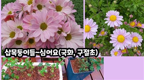 가을향기 국화 구절초 심기 삽목둥이들 YouTube