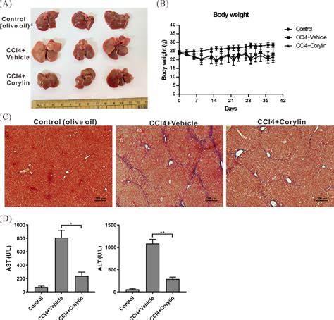 Figure 1 From Corylin Attenuates Ccl4 Induced Liver Fibrosis In Mice By