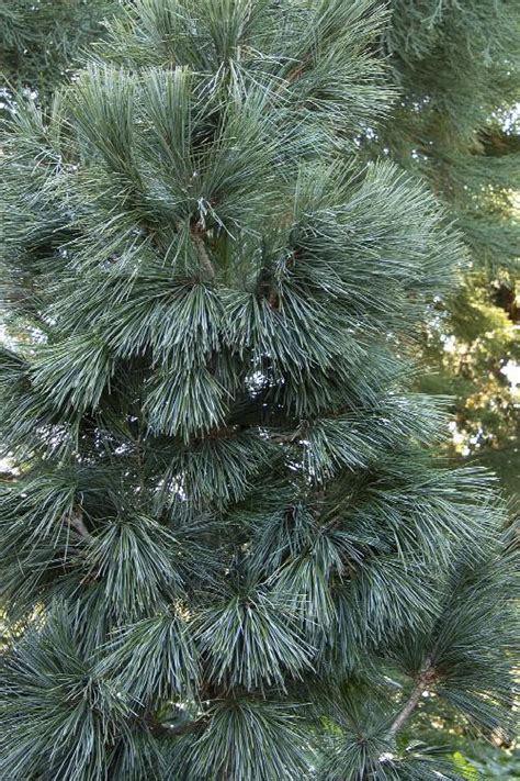 Buy Tip Top Dwarf Columnar Swiss Stone Pine Free Shipping Wilson