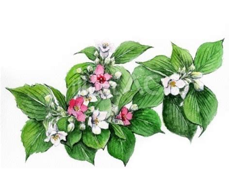 ハコネウツギの花イラスト No 25307584無料イラストフリー素材ならイラストAC