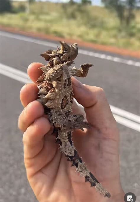Thorny Devil Thorny Devil No Base Plate Sculpture And Statue