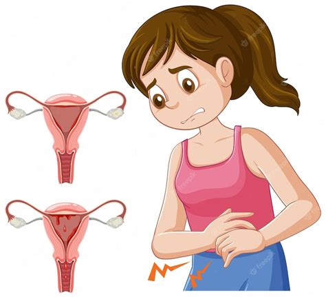 Infografía De Etapas Del Ciclo Menstrual Vector Premium
