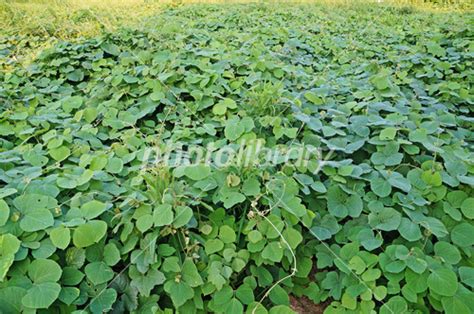 繁殖力旺盛なマメ科植物のクズ 写真素材 7152625 フォトライブラリー Photolibrary