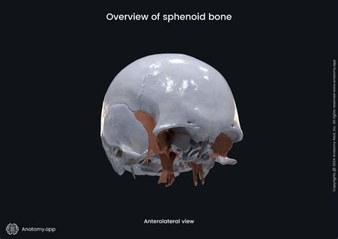 Sphenoid Bone In Skull Sphenoid Bone Head And Neck Anatomy Part I