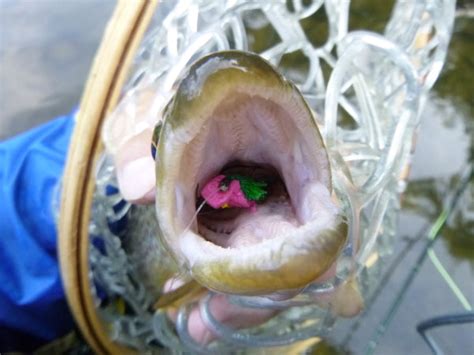 The Killer Beetle Fly Pattern J Stockard Fly Fishing