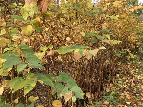 Non Native And Cryptogenic Species In The Orwell And Stour Estuaries