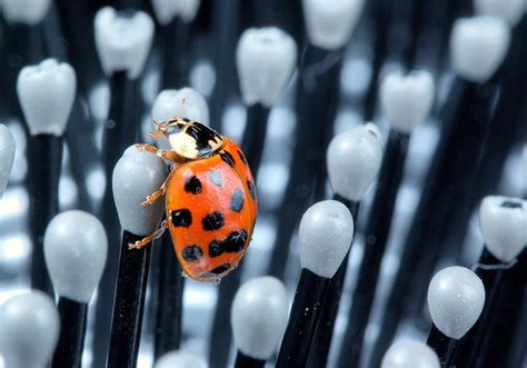 How To Brush A Ladybug Ladybug Brush Electronic Products