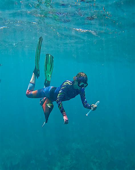 Scientists Investigate Coral Reef Resilience In Antigua Caribbean Compass
