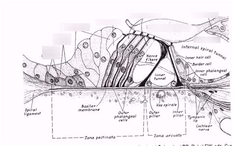 Cochlea Diagram Quizlet