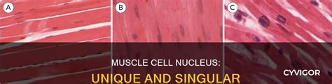 Muscle Cell Nucleus Unique And Singular Cyvigor