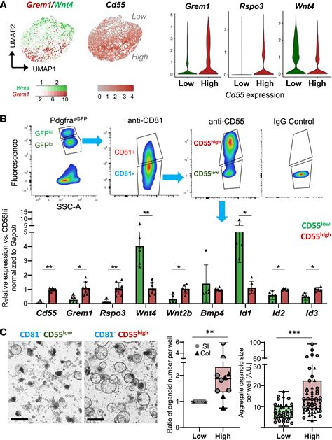 Graded Bmp Signaling Within Intestinal Crypt Architecture Directs Self