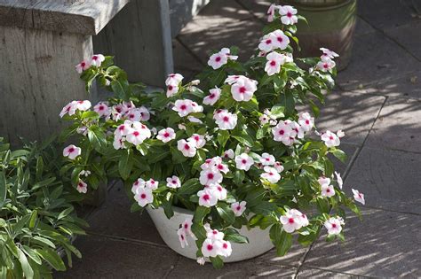 Catharanthus Roseus Bild Kaufen 12176184 Gartenbildagentur