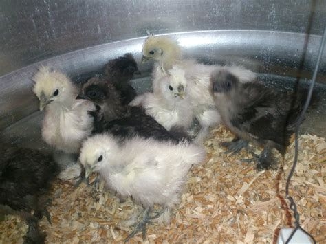 4 Week Old Silkie Chicks Hatched On February 3 2014 Backyard