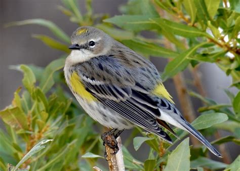 Yellow Rumped Warbler Myrtle Male I Think Feederwatch