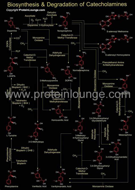 Biological Databases And Tools Biosynthesis And Degradation Of