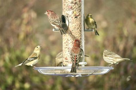 Finches Here Finches There Everywhere Finches Feederwatch