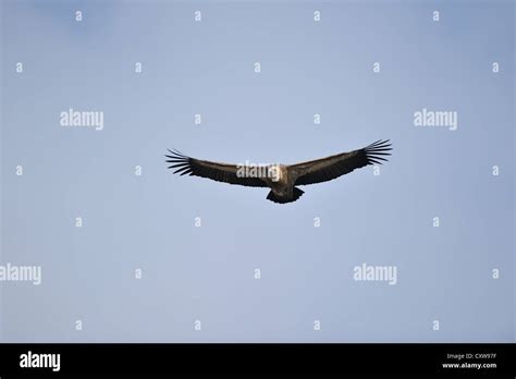 Eurasian Griffon Vulture Gyps Fulvus In Flight In Winter Drome