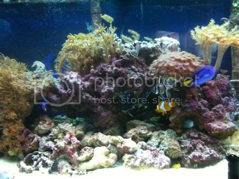46 Gallon Bow Front The Reef Tank