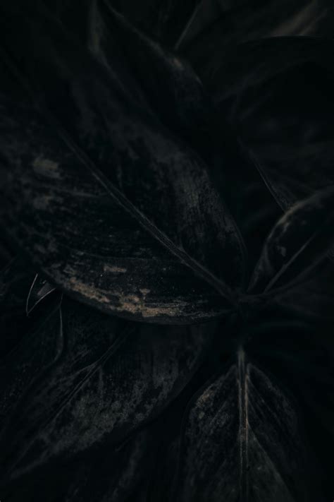 Imagens De Fundo Preto 4k Baixe Imagens Gratuitas Na Unsplash