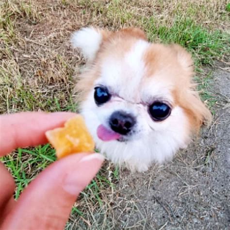 강아지 고구마말랭이 간식 탱글탱글 고구마큐브 1kg 홈플러스 택배배송