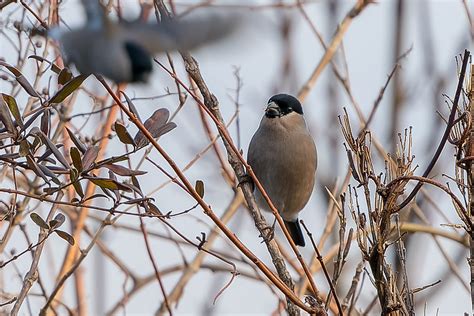 02 18 野鳥撮り アカウソ 六甲山 トリトルノスキー Д