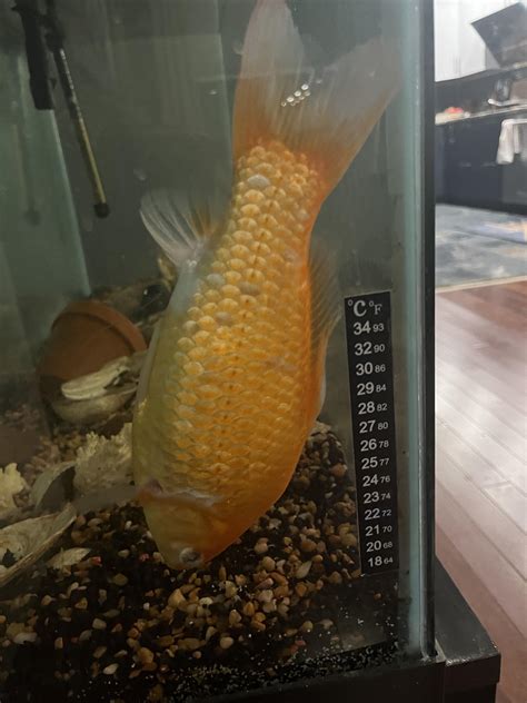 I Think My Fish Has Swim Bladder Disease Can I Save Him Hes Been